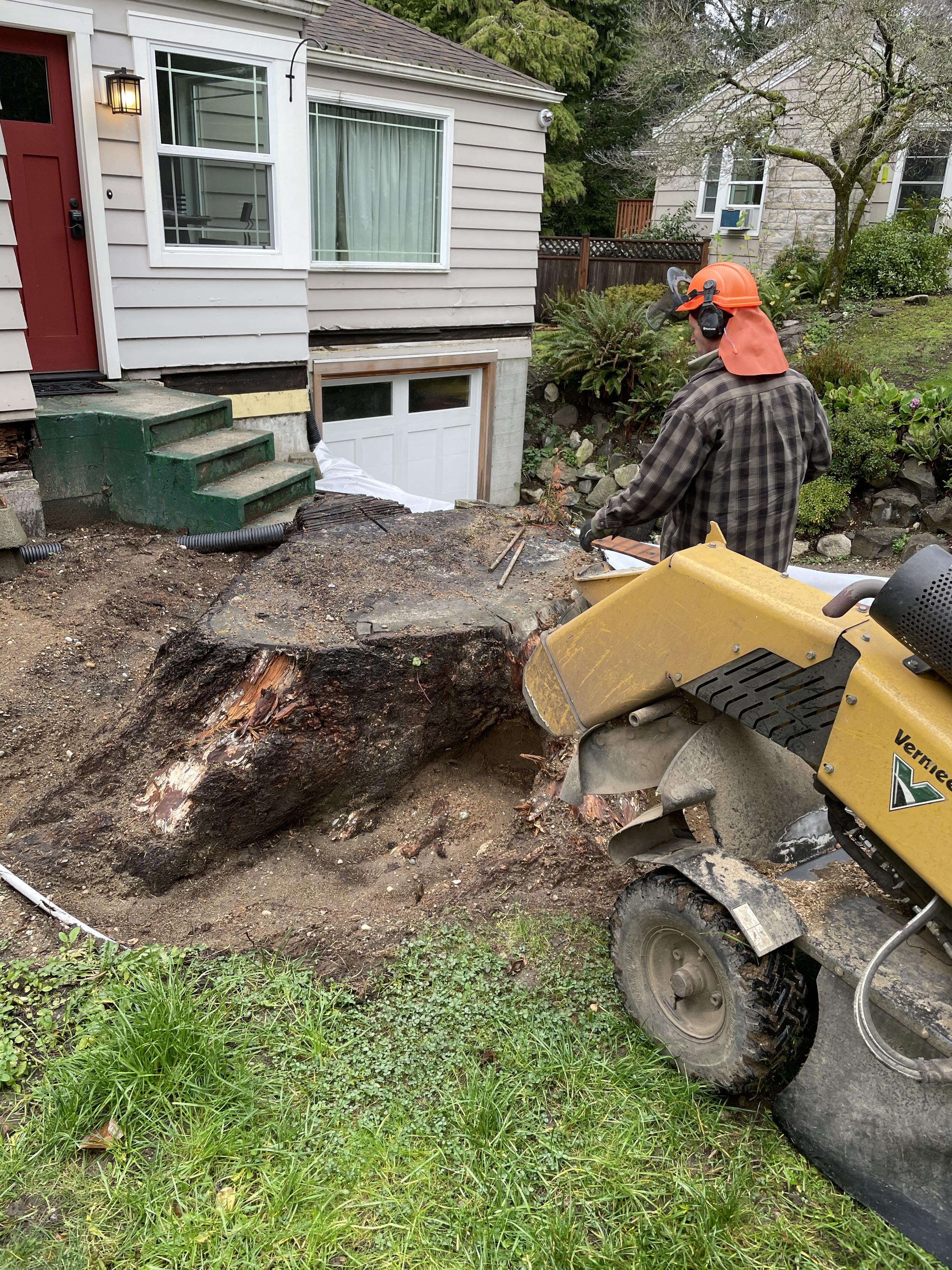 Standard Stump Removal Seattle | Stump Grinding Northwest