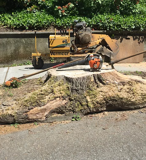 Standard Stump Removal Seattle | Stump Grinding Northwest