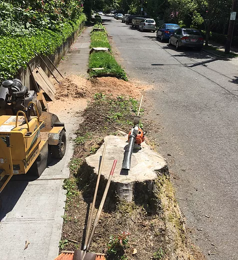 Standard Stump Removal Seattle | Stump Grinding Northwest
