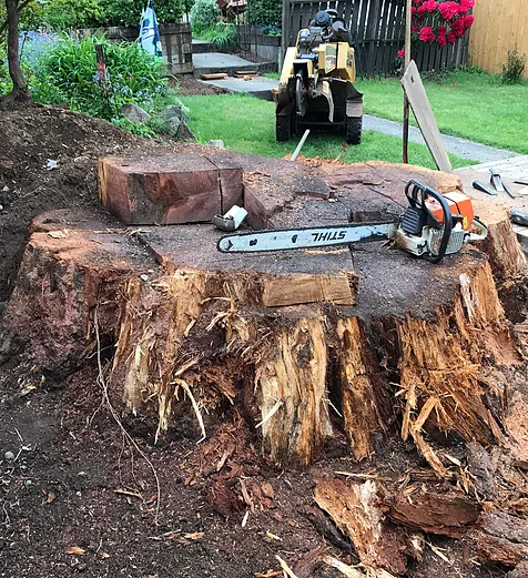 Standard Stump Removal Seattle | Stump Grinding Northwest