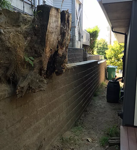 Complex Stump Grinding Seattle | Stump Grinding Northwest