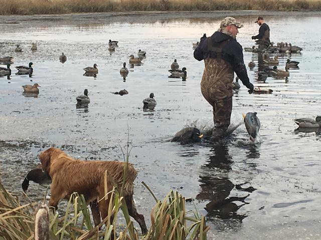 Boss Guiding Outfitters - Bird Hunting