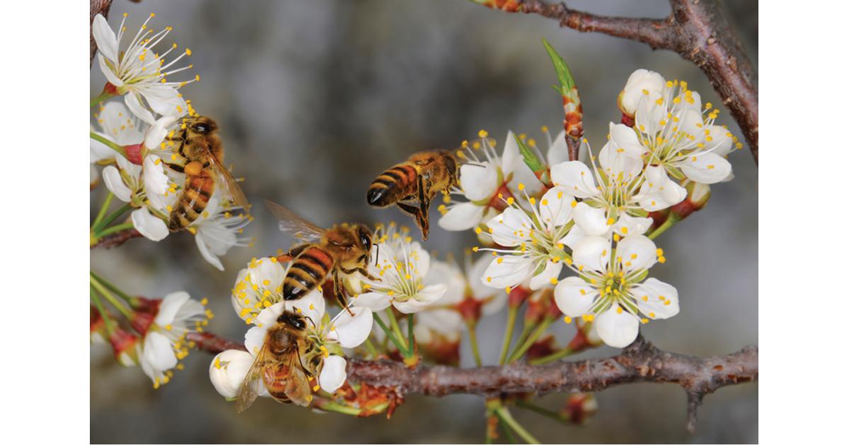 Guide to Bee Health & Biosecurity in Western Australia