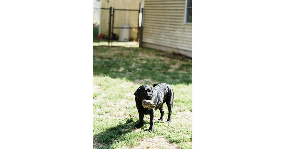 Dog Boot Camp Training | Russel's K9 Academy