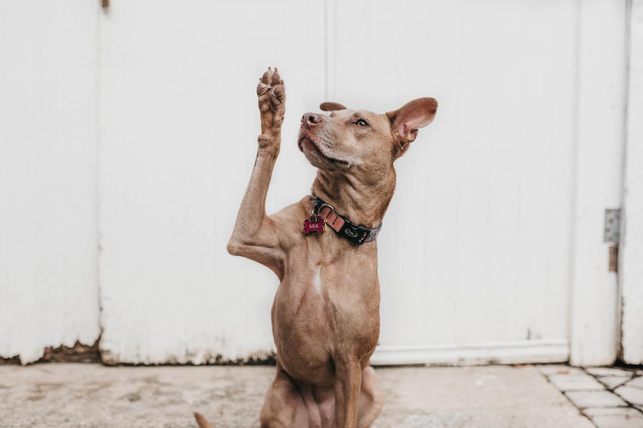 Florida K9 Training Tips When Should You Train Your New Puppy Florida K9 Training Tips When Should You Train Your New Puppy