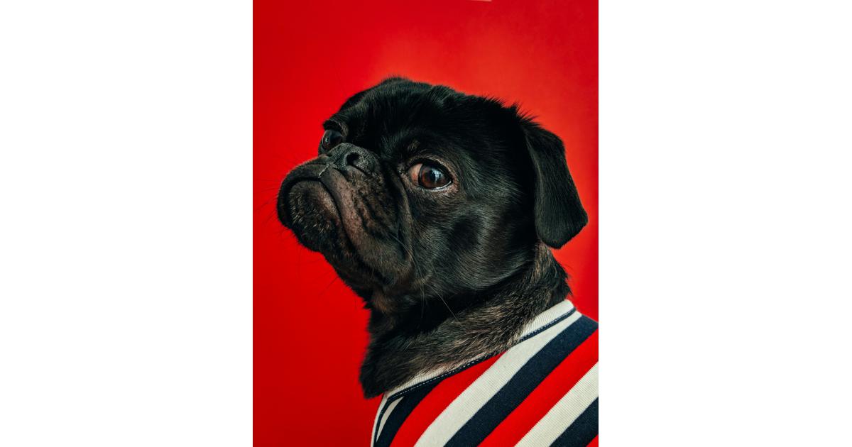 Mythbusting: Are Some Dogs Untrainable? | Russels K9 Academy