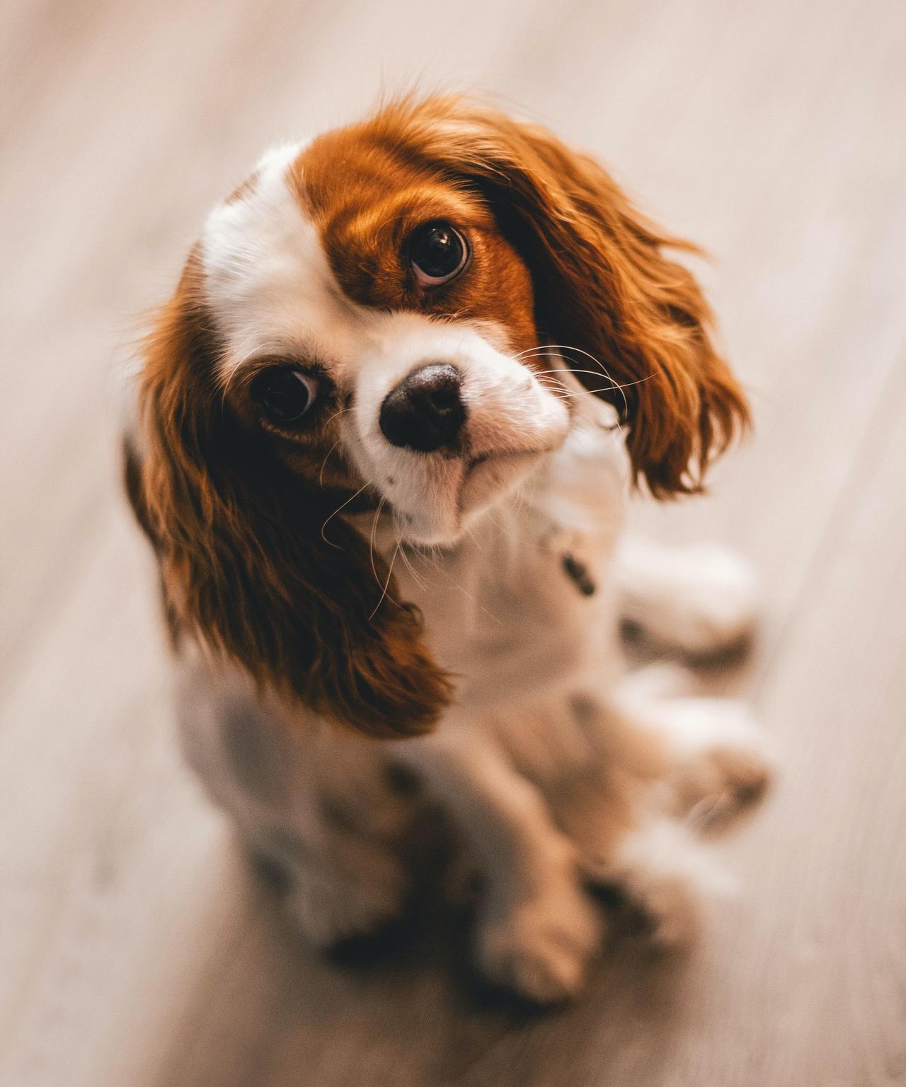k9-training-tips-5-good-behaviors-every-dog-should-know
