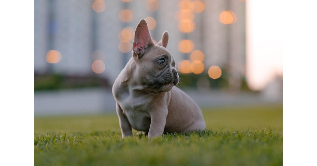 Meet Royal Empire Frenchies: SoCal's Trusted Breeder