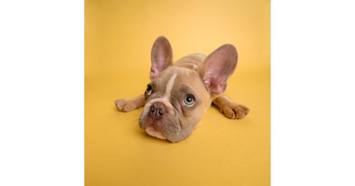 How Have Frenchie Breeders Evolved Over Time?