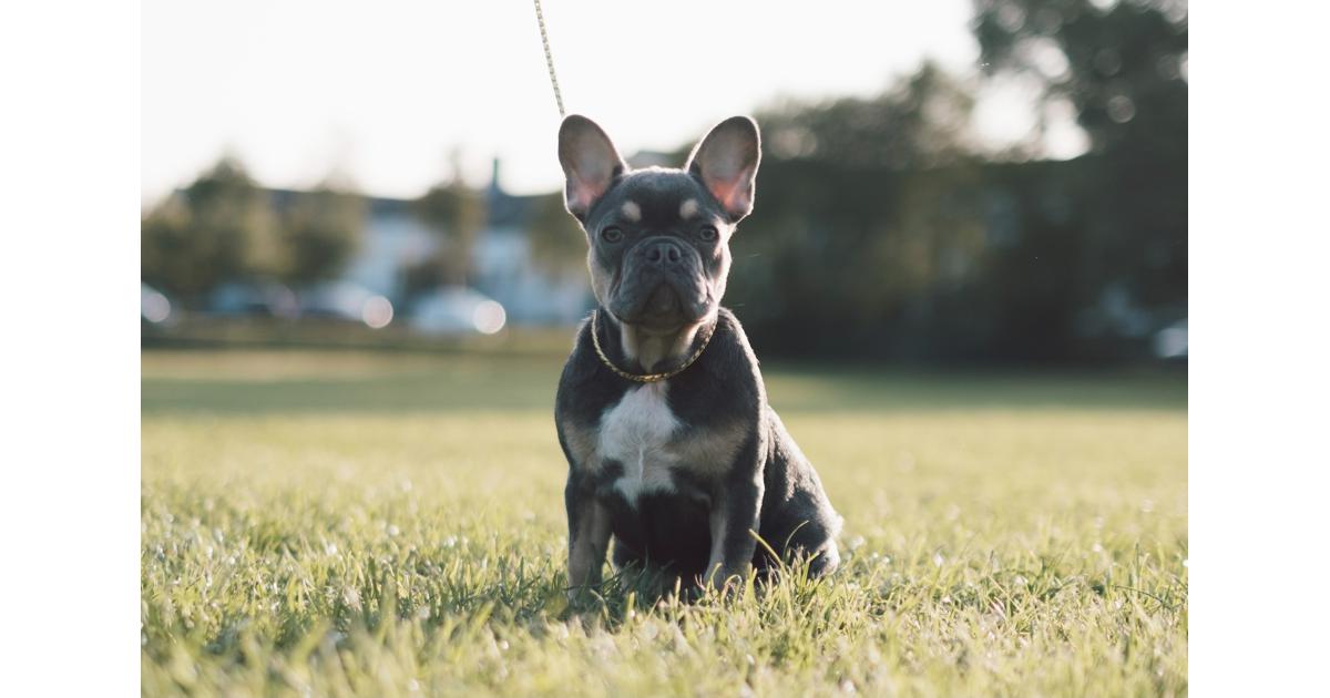 Everything You Need to Know About California Frenchies