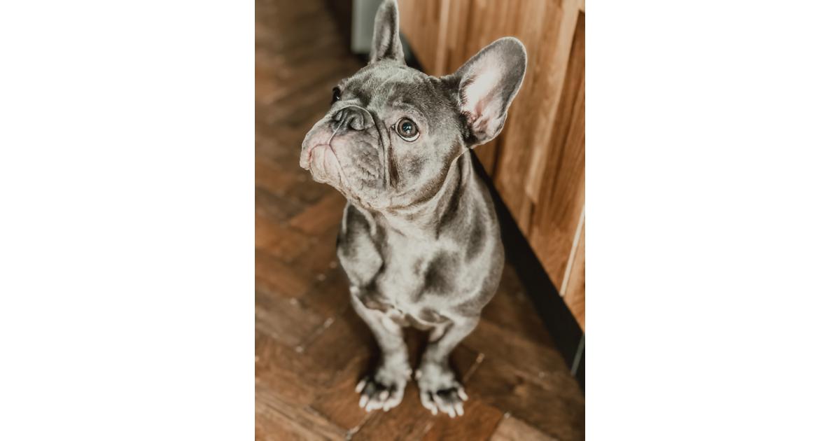 How To Spot A Healthy Frenchie: Bringing Home the Perfect Pup