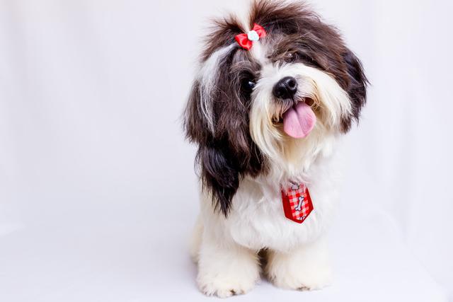 How Often Should I Get My Dog Groomed 