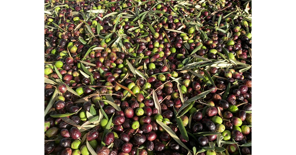 Black vs Green Olives | The Black Olive Baltimore